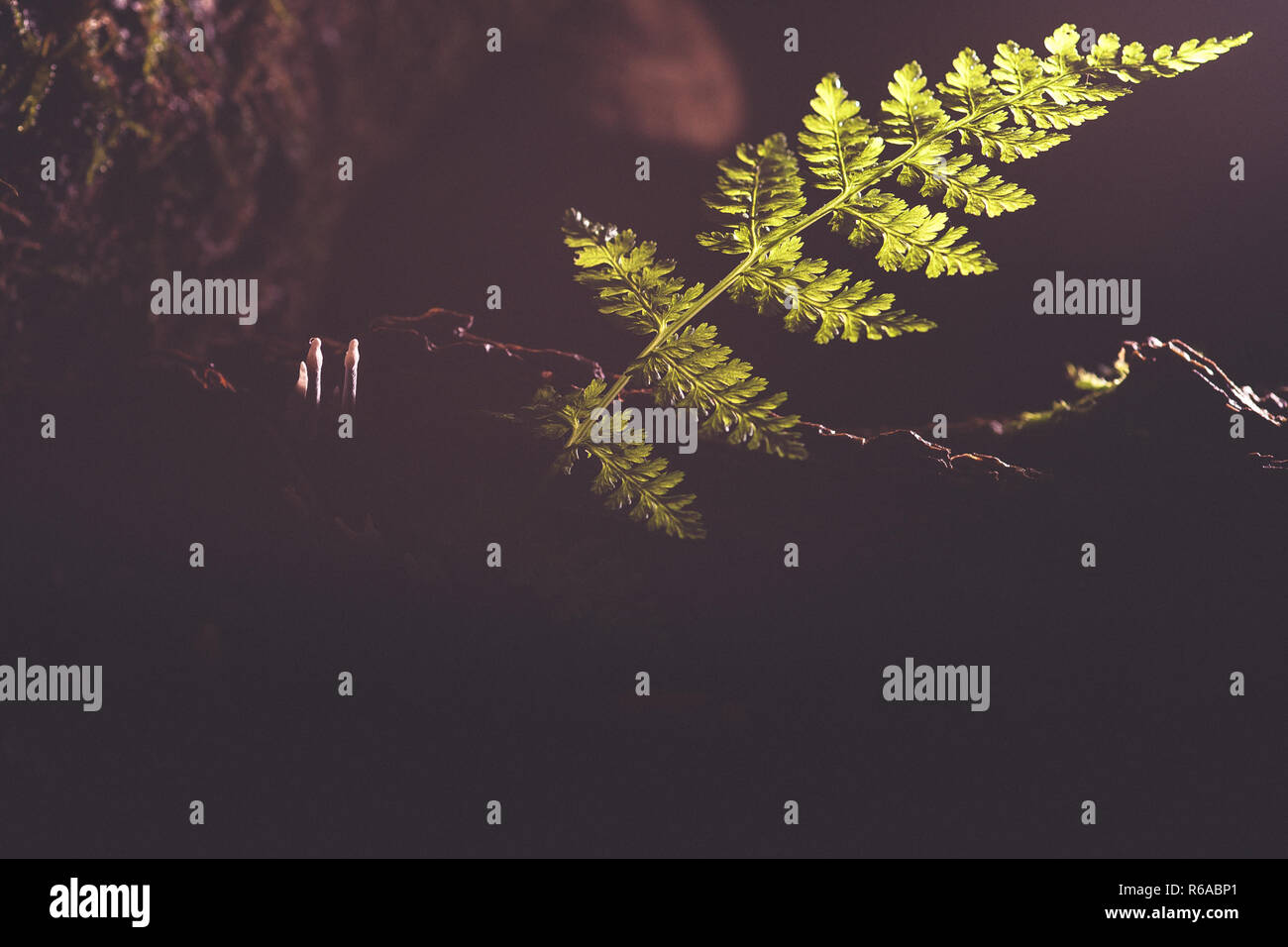 Autumn scene with backlighting, atmospheric lighting and macro details ...