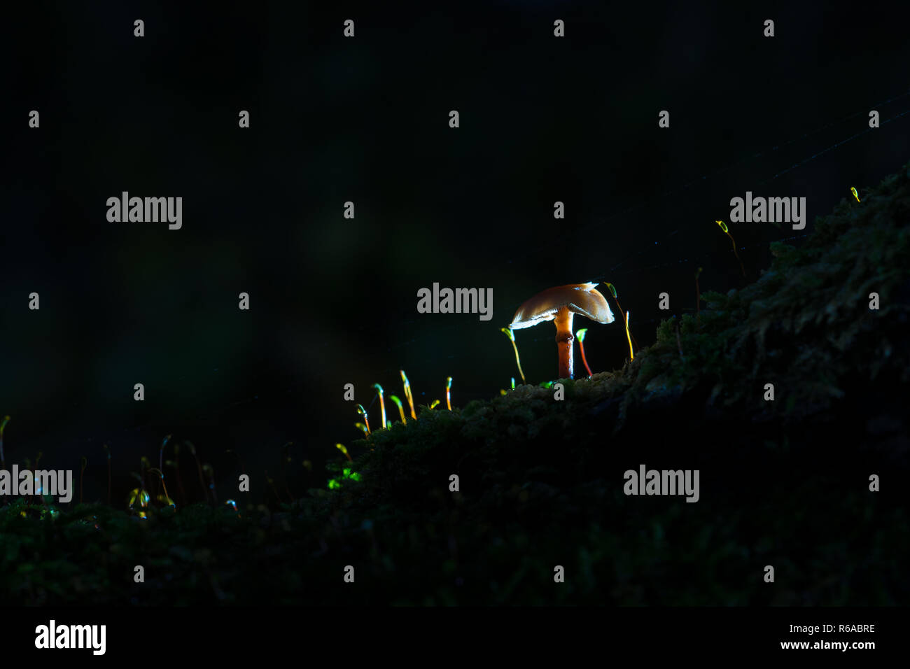 Autumn scene with backlighting, atmospheric lighting and macro details ...