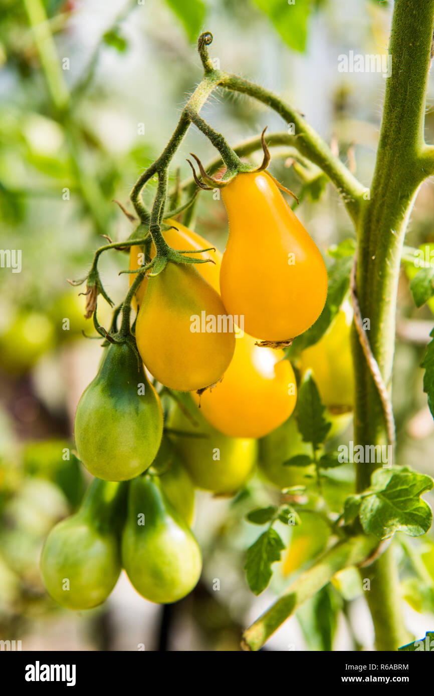 small yellow tomatoes outside in the garden Stock Photo - Alamy