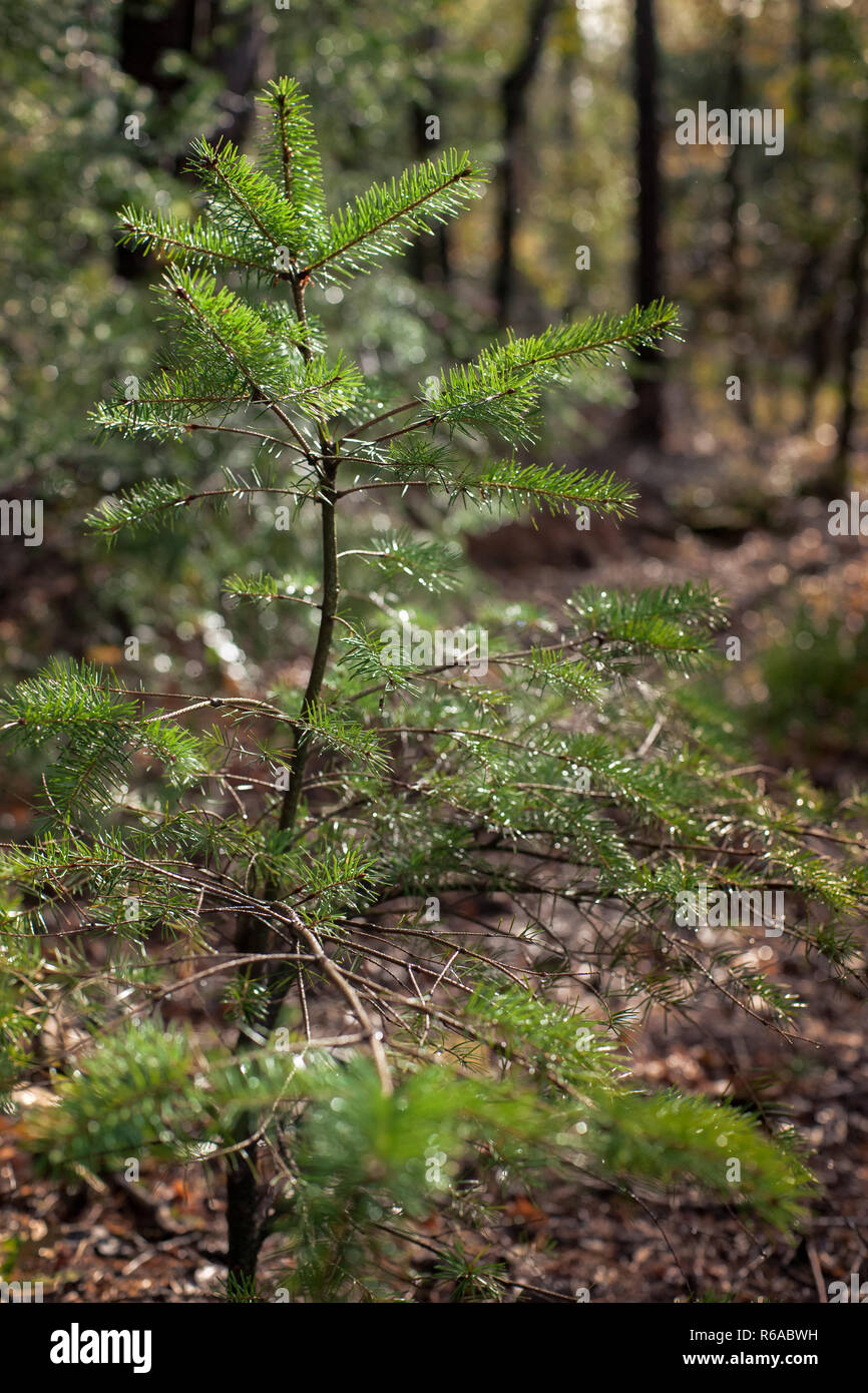 Young pine tree grows in the shadow of a large imposing tree in the ...