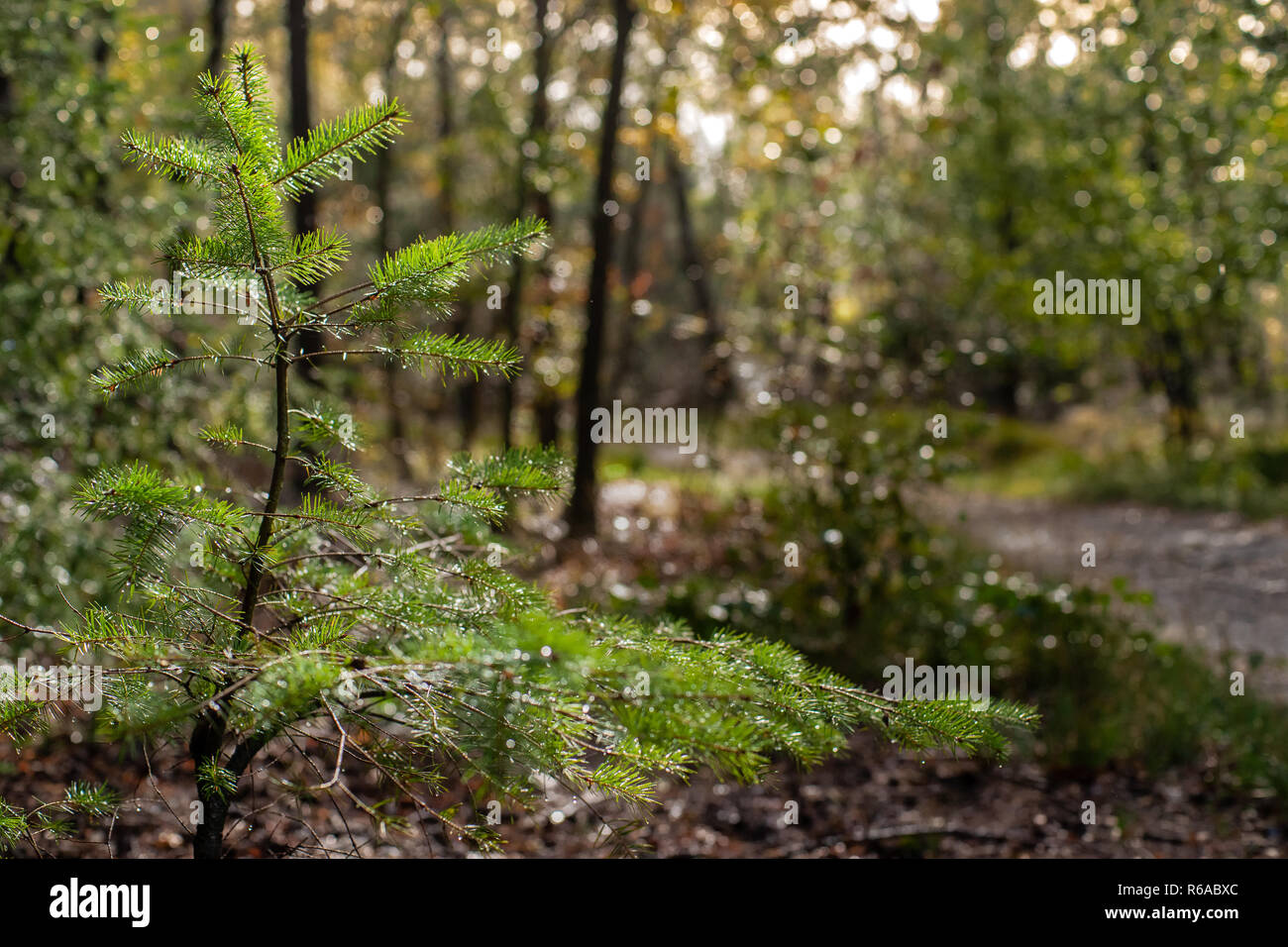 Young pine tree grows in the shadow of a large imposing tree in the ...
