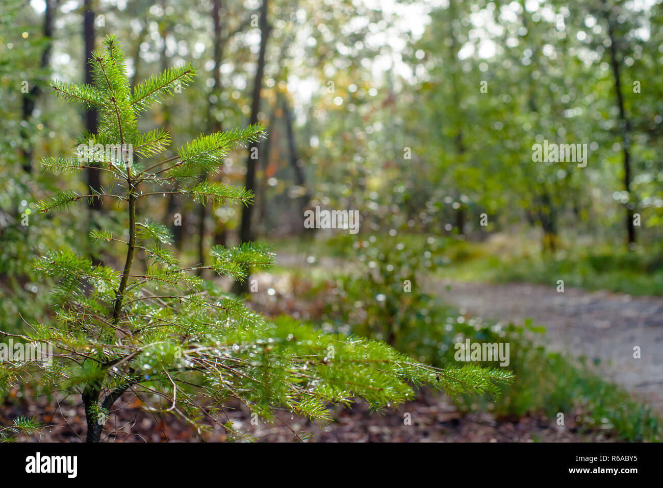 Young pine tree grows in the shadow of a large imposing tree in the ...