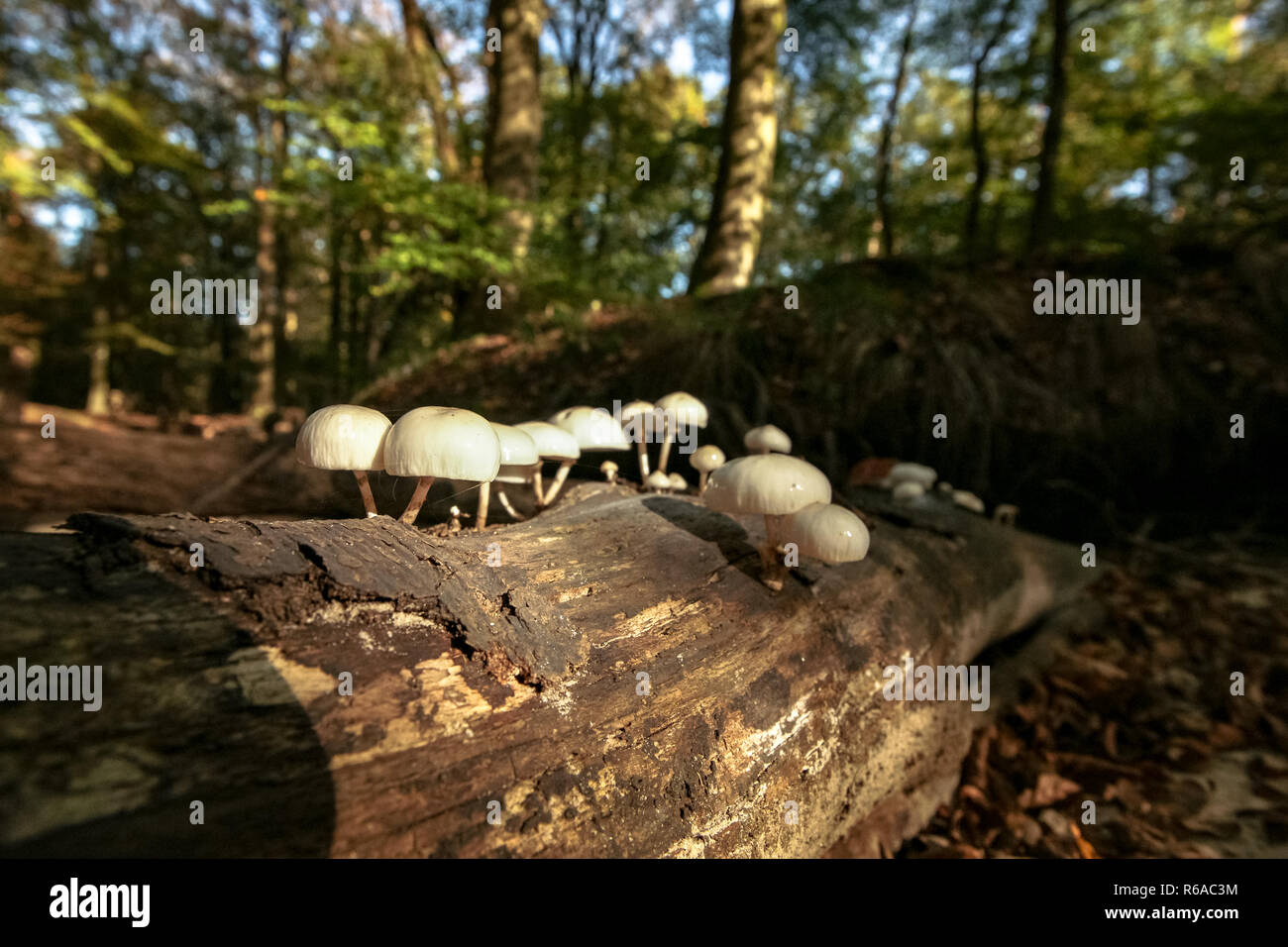 Wood Log White Fungus Tree Fungi High Resolution Stock Photography and ...