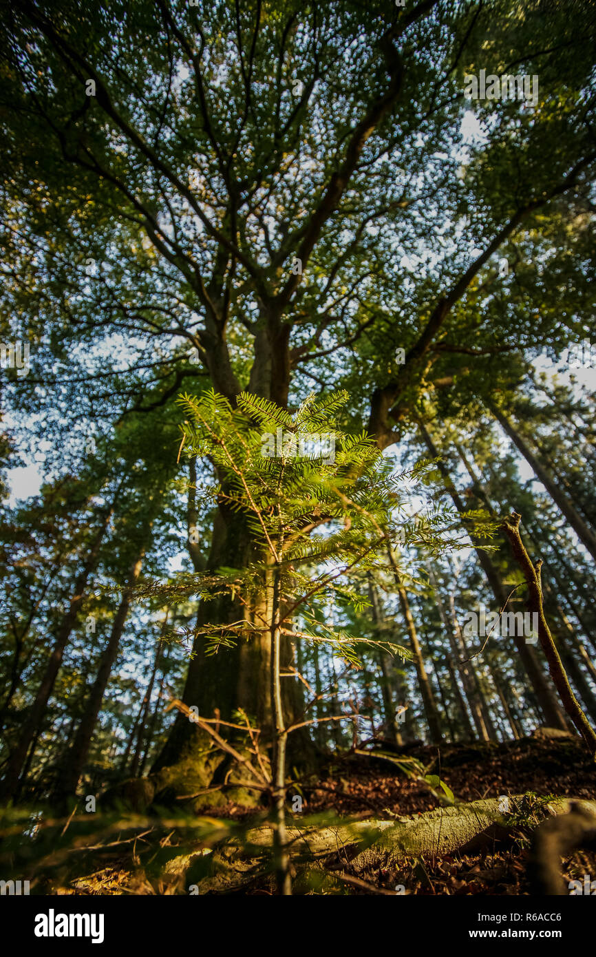 Young pine tree grows in the shadow of a large imposing tree in the ...