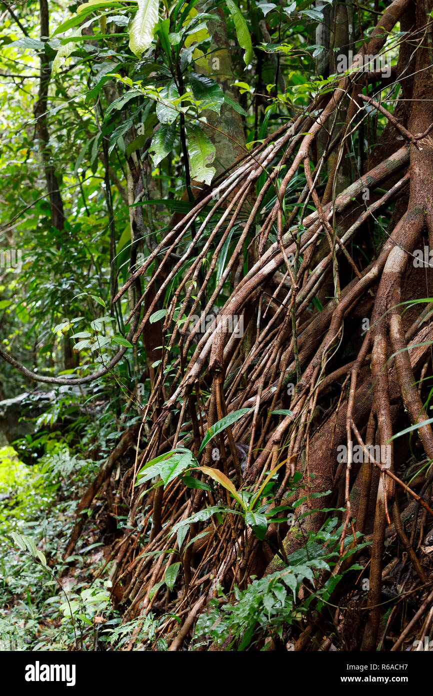 Madagascar rainforest walk hi-res stock photography and images - Alamy