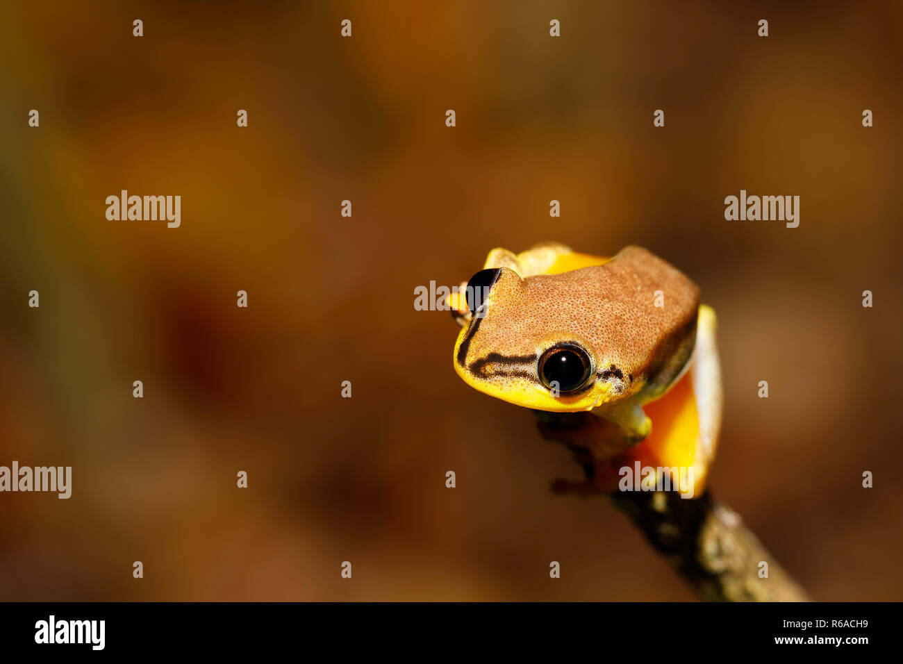 beautiful yellow tree frog, madagascar Stock Photo - Alamy