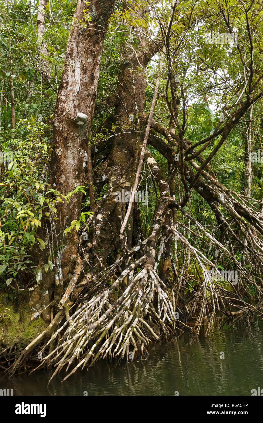 Buttressed Tree Roots Stock Photos & Buttressed Tree Roots Stock Images ...