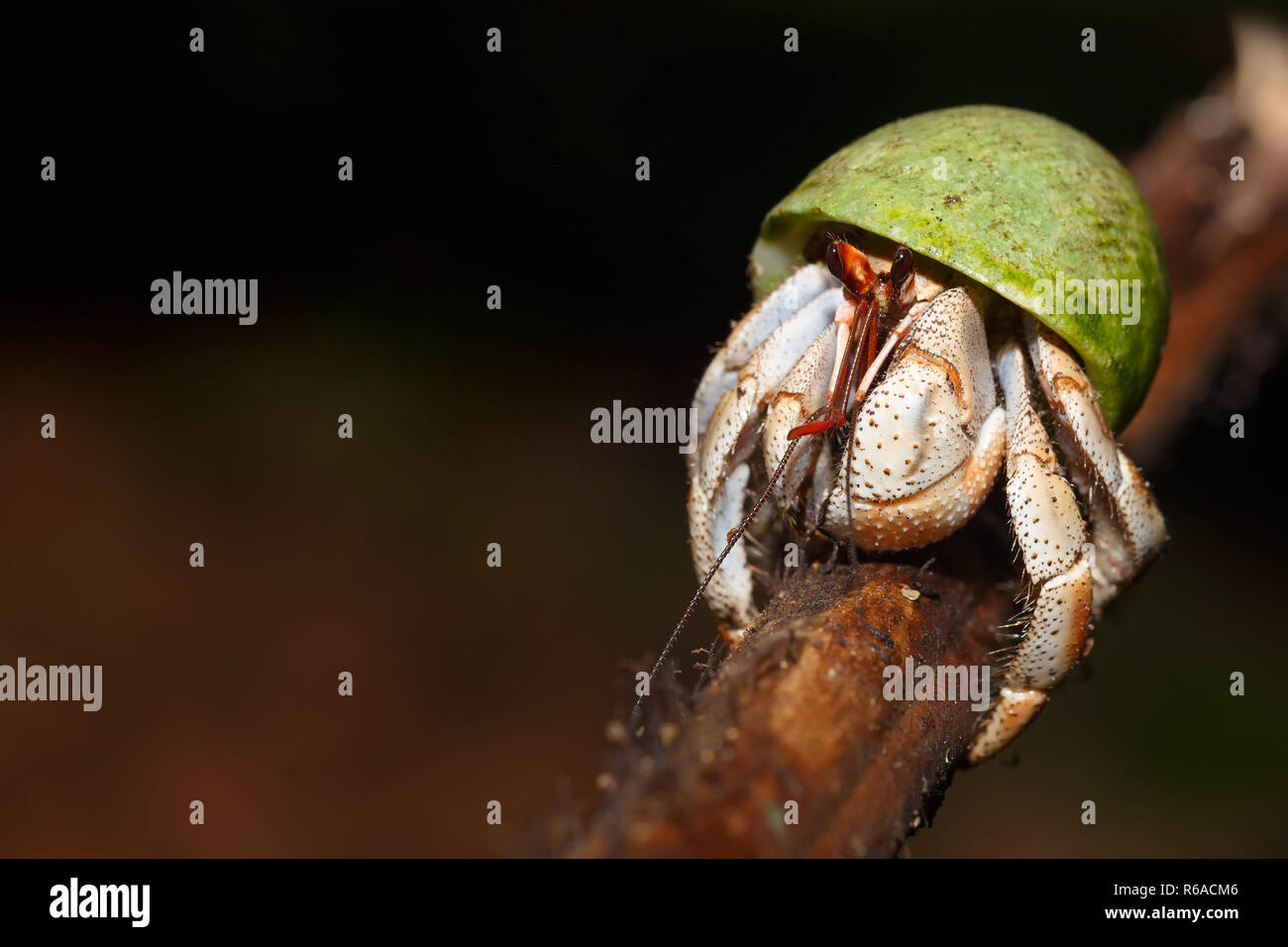 Hermit Crab with green snail shell Madagascar Stock Photo - Alamy