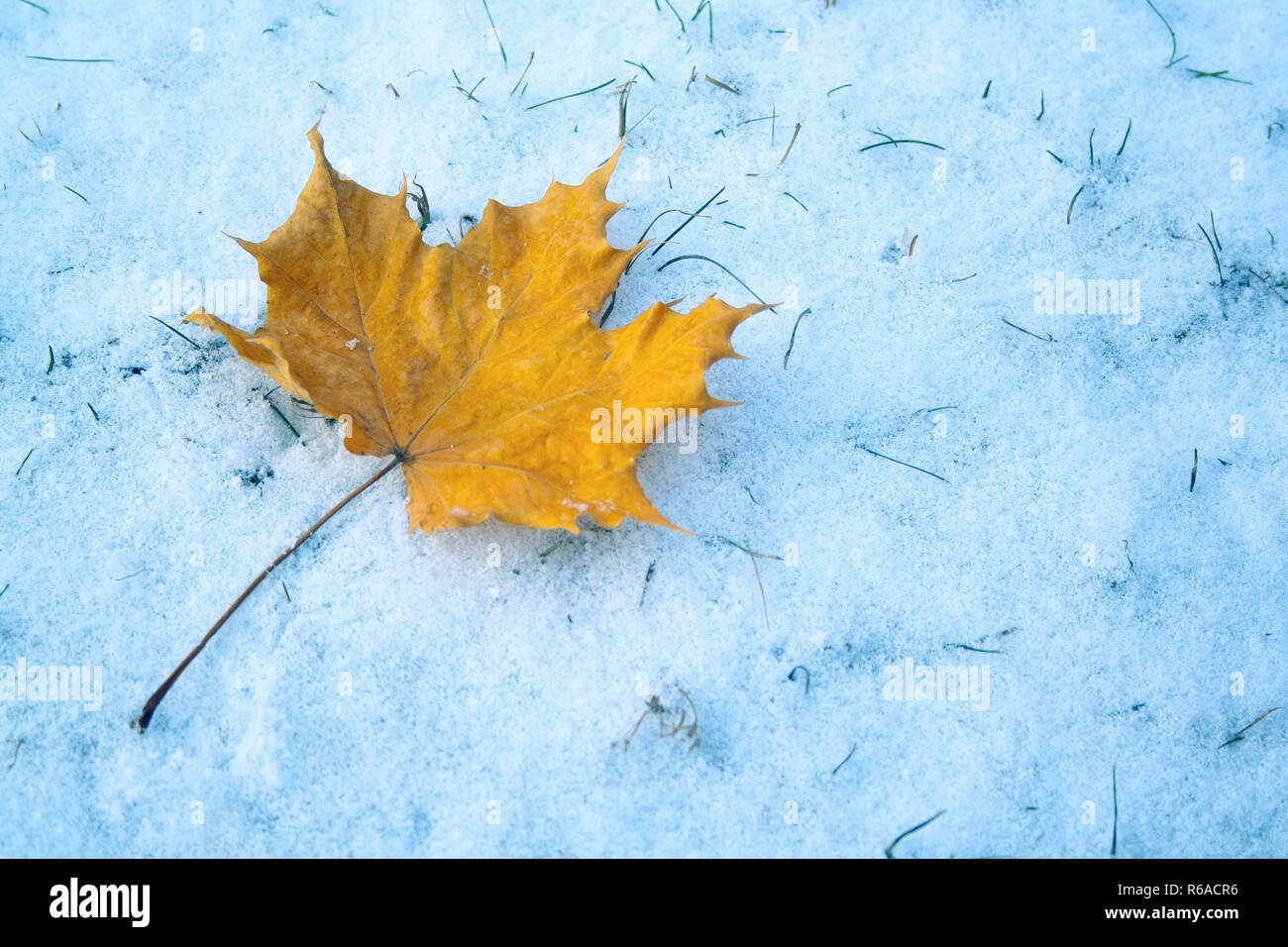 Maple leaf lies on first winter snow. Season change concept. Winter is ...