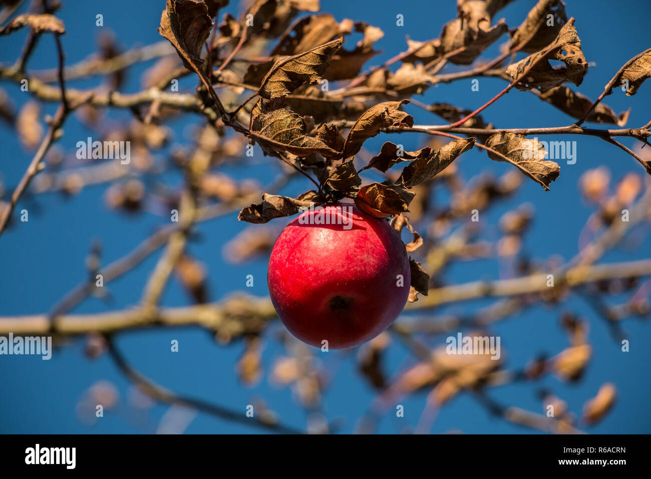Liberty apples hi-res stock photography and images - Alamy