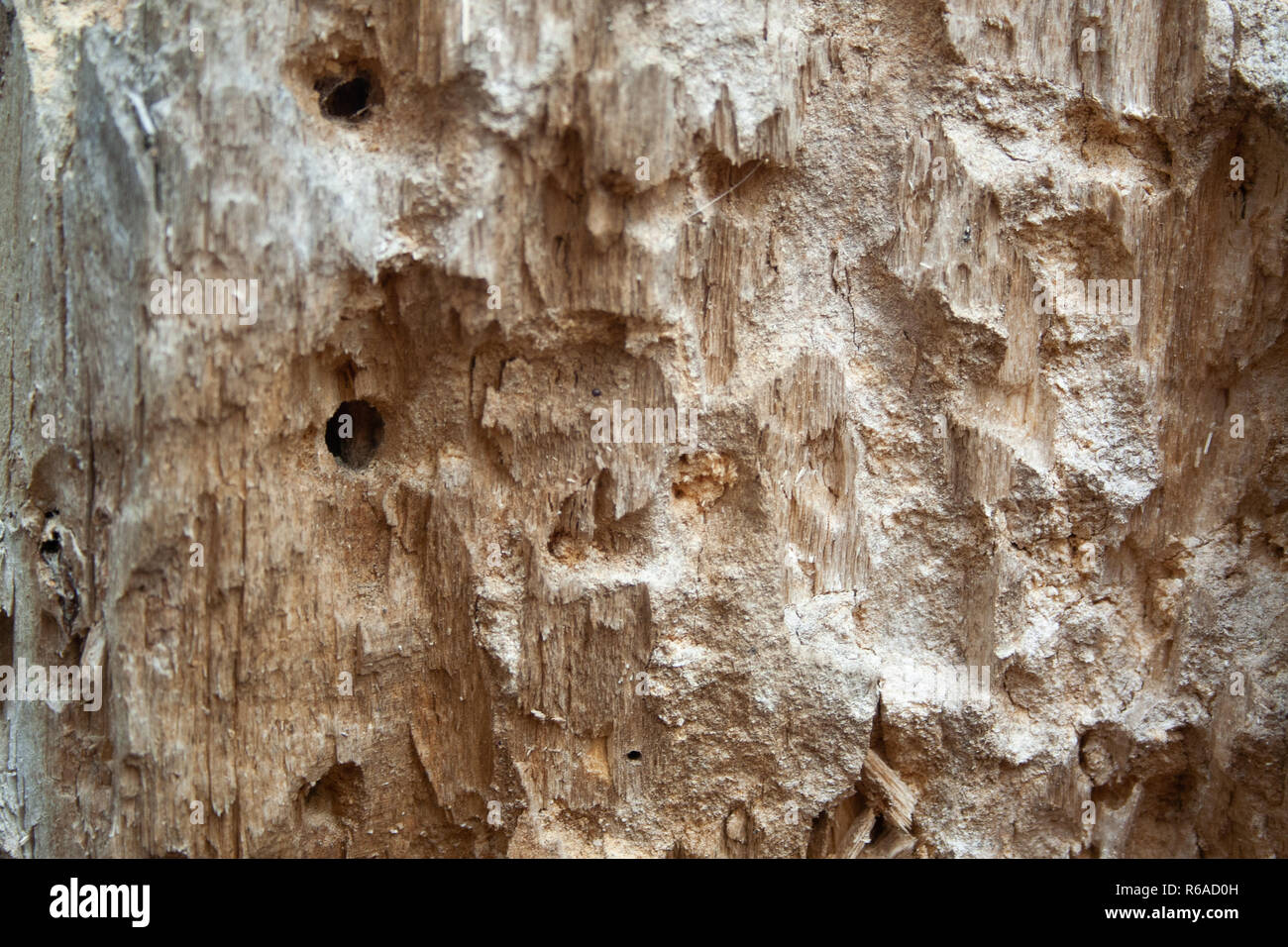 Closeup rotten wood eaten by bark beetle. Wood texture Stock Photo - Alamy