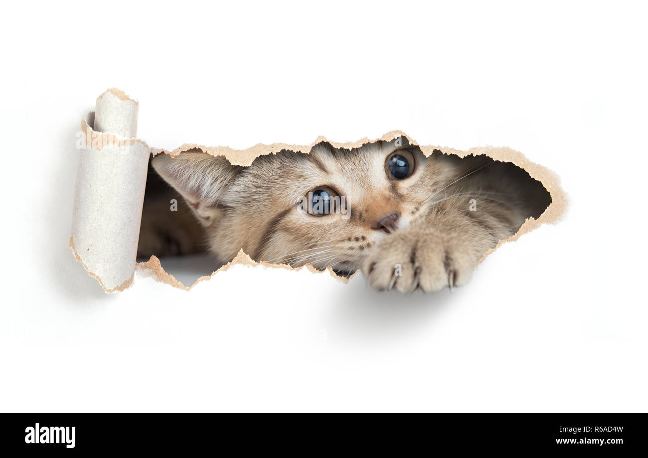 Pretty wallpaper wall Cut Out Stock Images & Pictures - Alamy