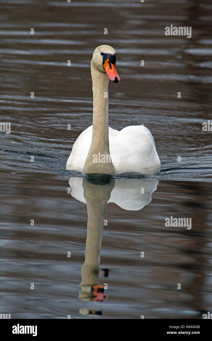 Neck turning swan hi-res stock photography and images - Alamy