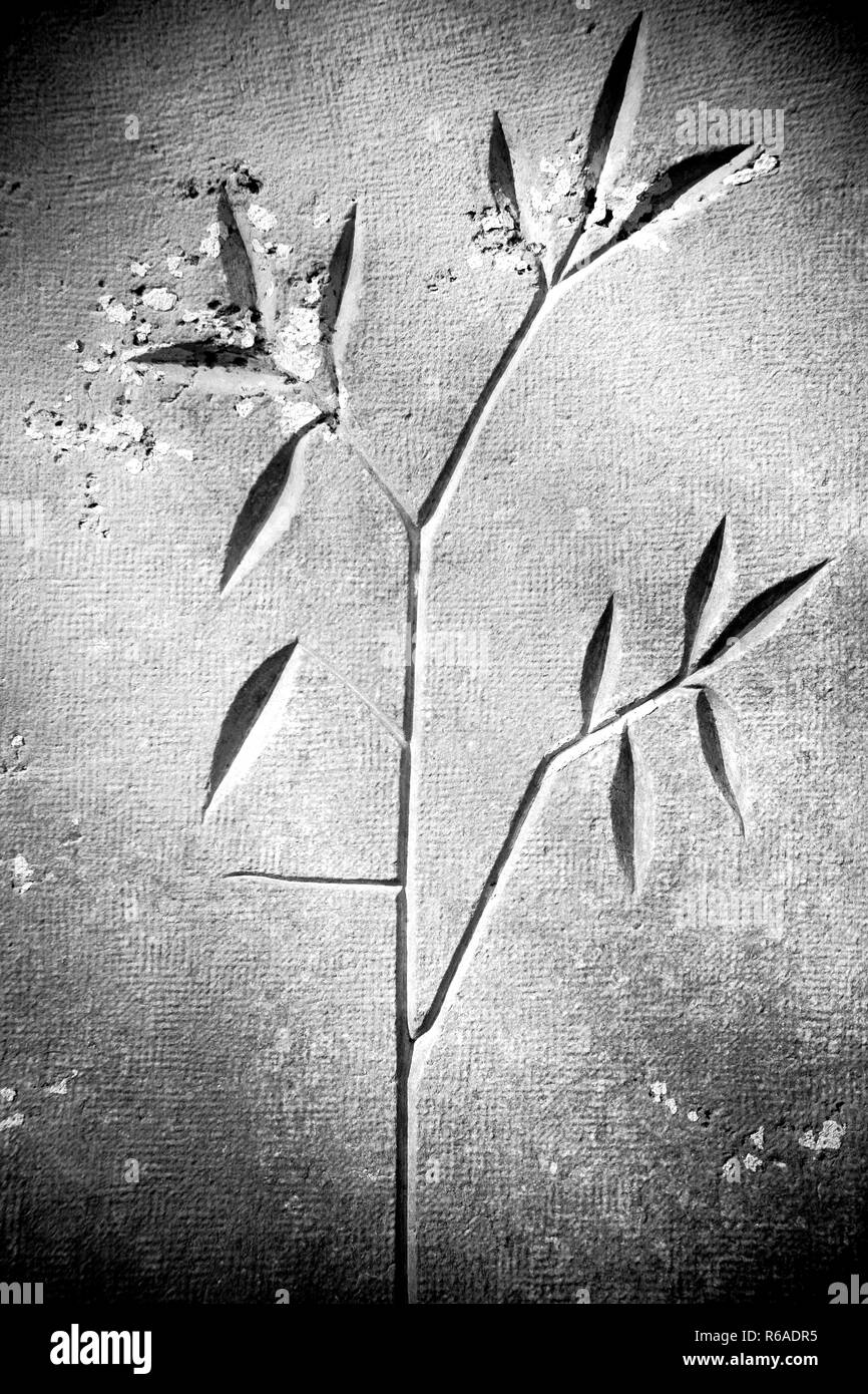 Relief Of A Grass Awn Stock Photo - Alamy