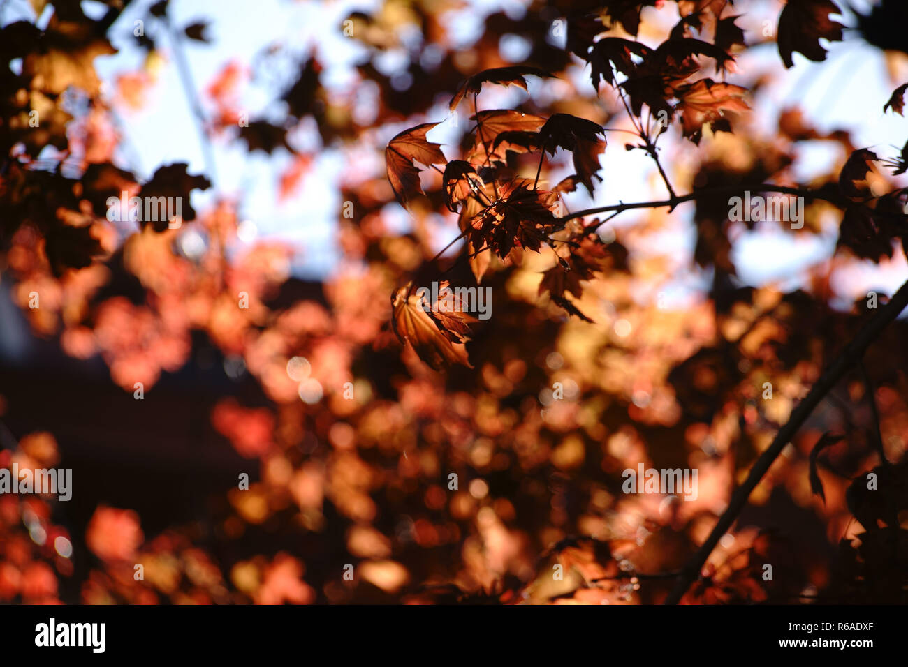 Bottom view maple tree hi-res stock photography and images - Alamy