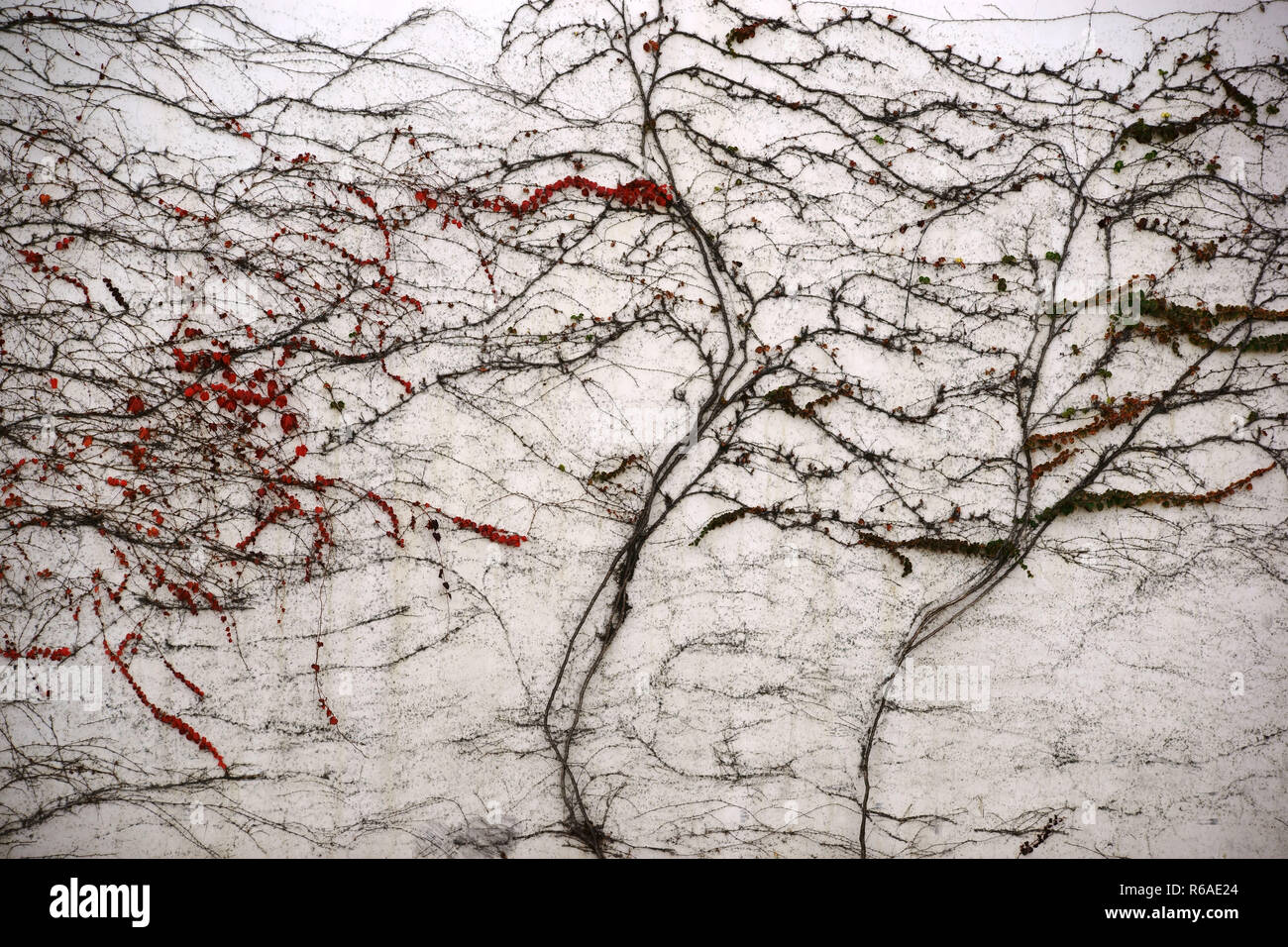 Tendril climbing shrubs hi-res stock photography and images - Alamy