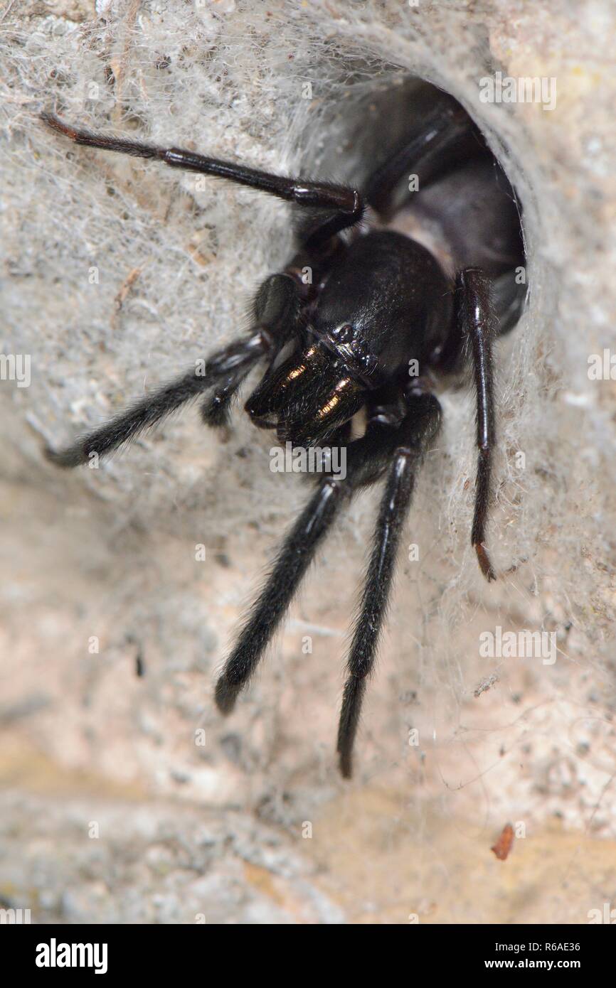 Tube web spider hi-res stock photography and images - Alamy
