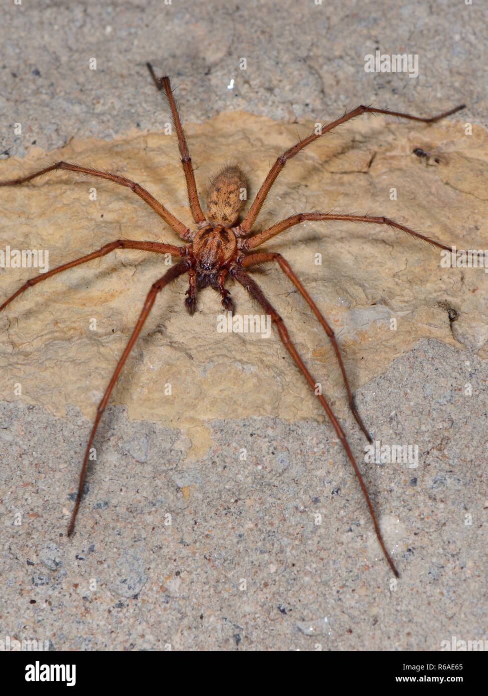 House spiders hi-res stock photography and images - Alamy