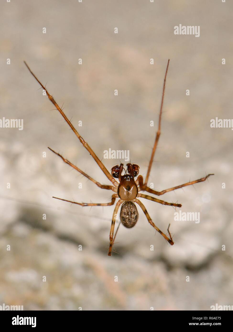 Shadow hammock spider (Labulla thoracica) male, with distinctive large ...