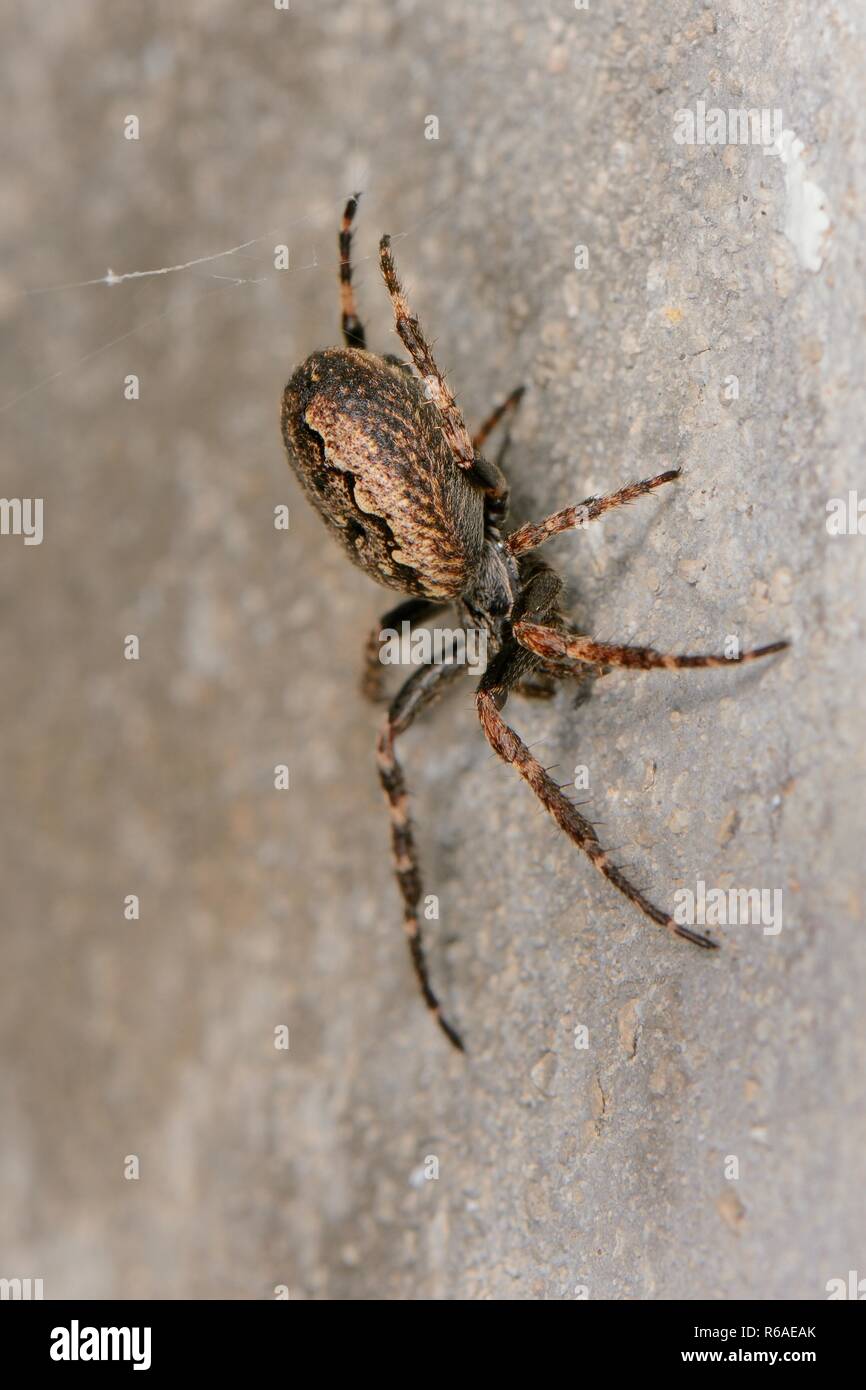 Walnut orb-weaver spider (Nuctenea umbratica) female with her back feet ...