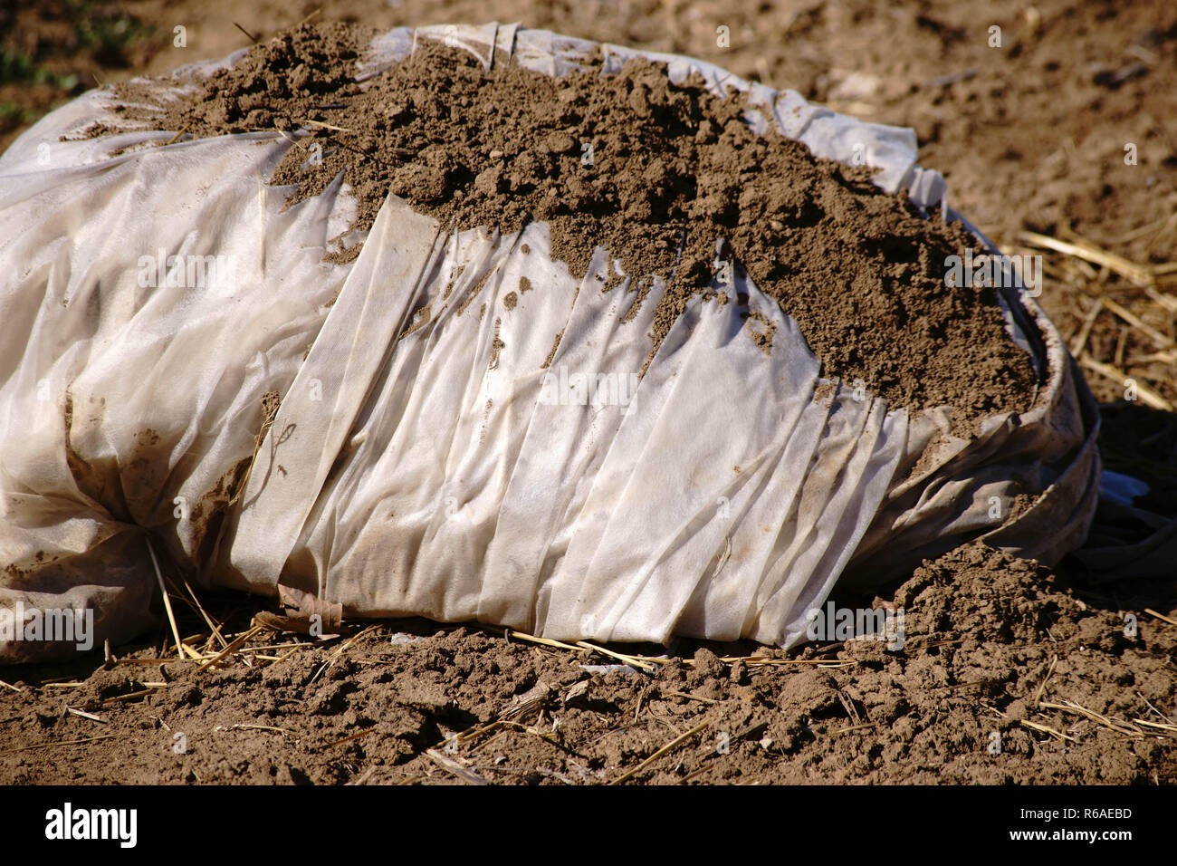 Plastic Tarp Plant Cultivation Stock Photo - Alamy