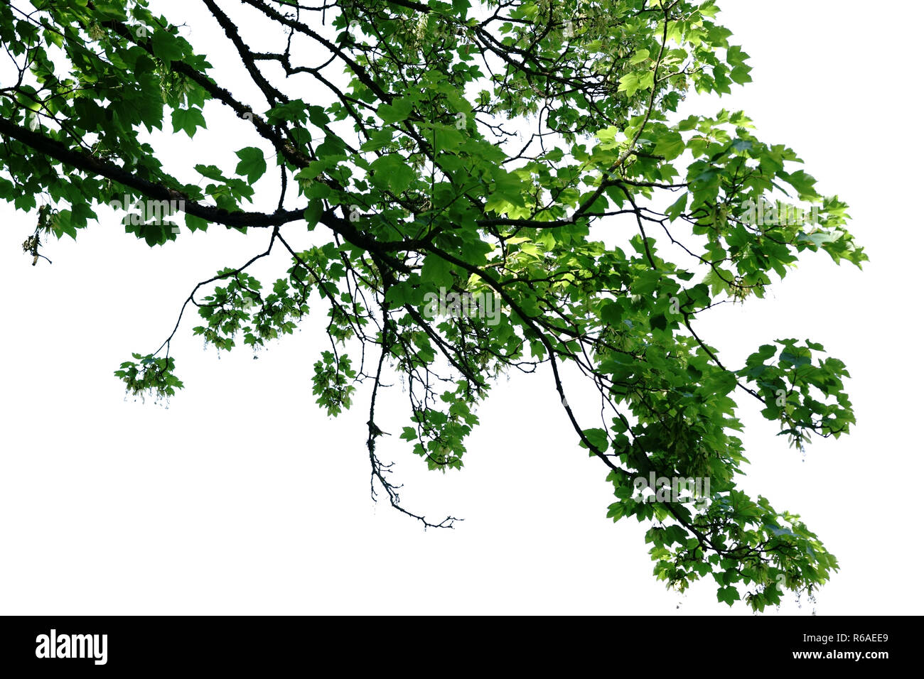 Tree Canopy In Front Of A White Background Stock Photo - Alamy