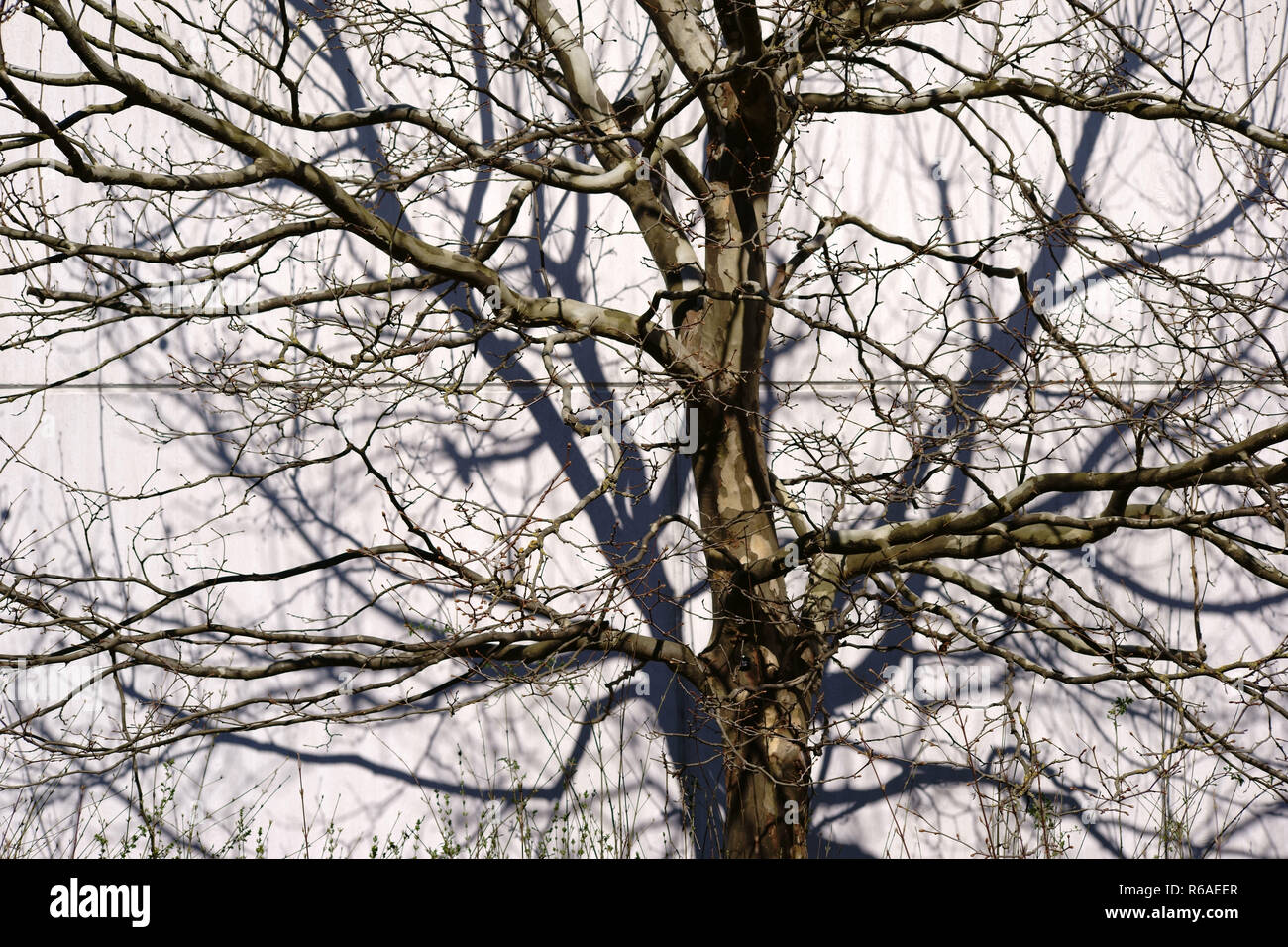 Tree Cast Shadow High Resolution Stock Photography and Images - Alamy