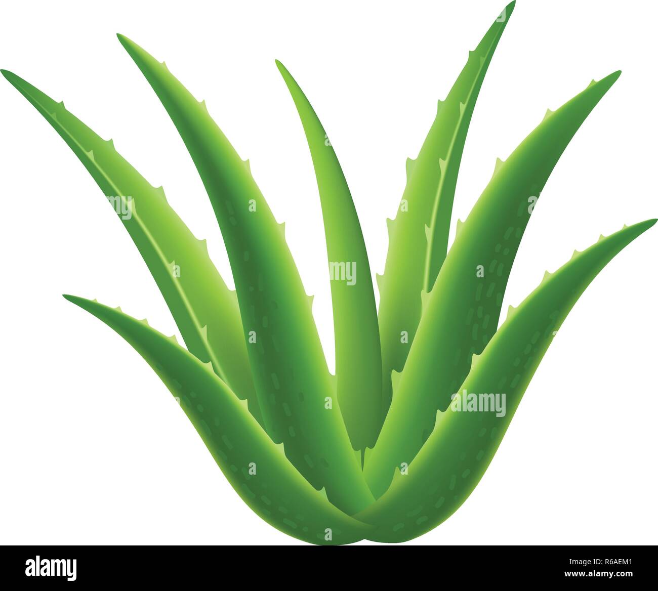 Aloe Plant Vector