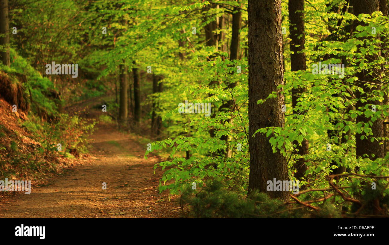 Path Leading Through Green Beautiful Forest Stock Photo - Alamy