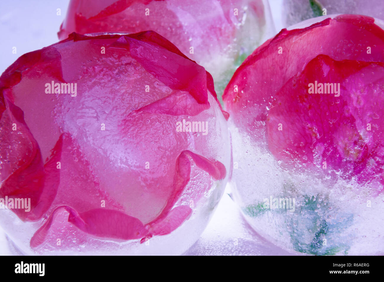 Wild Roses In Crystal Clear Ice Balls Stock Photo - Alamy