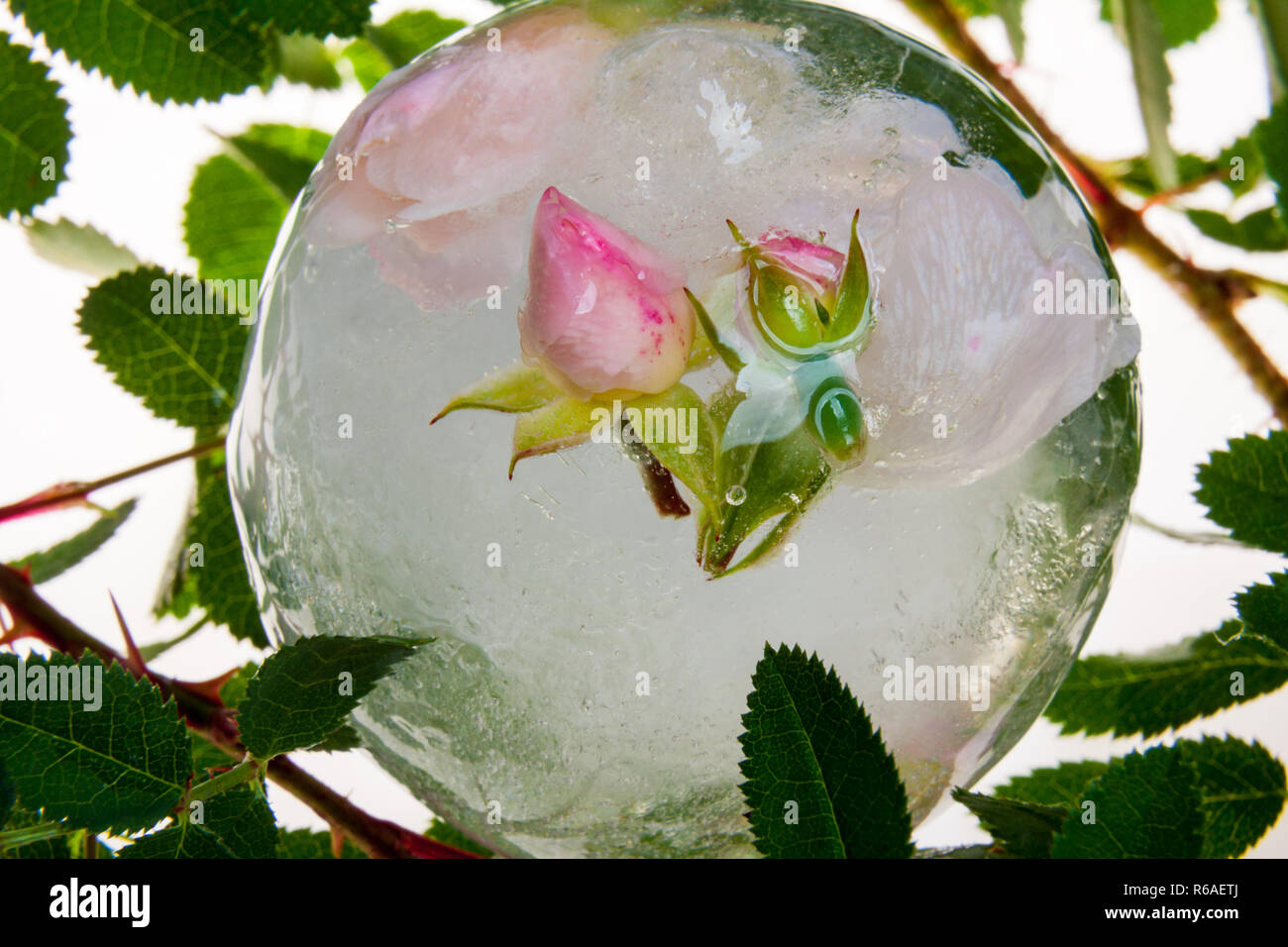 Wild White Rose In Crystal Clear Ice Stock Photo - Alamy