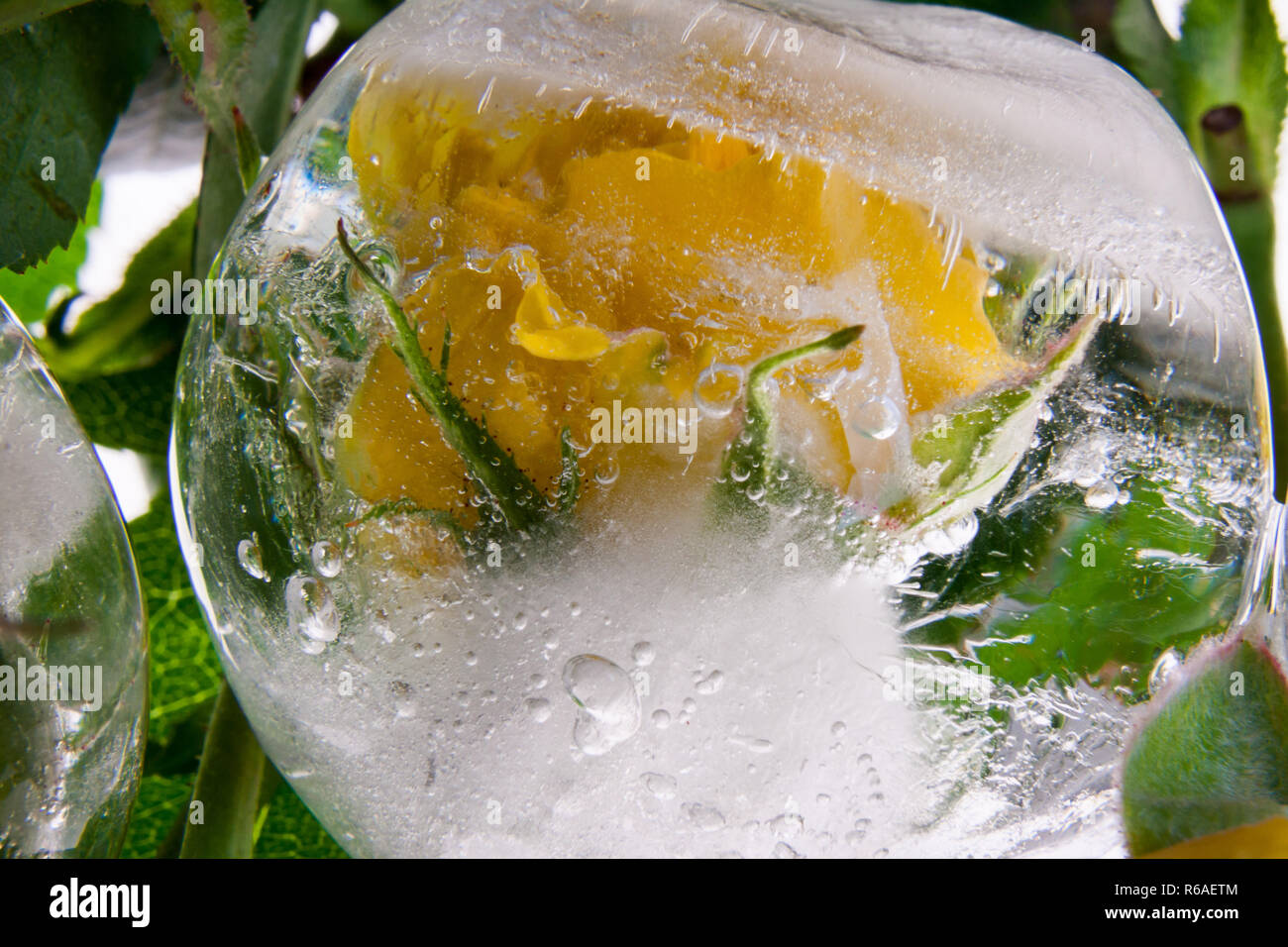 Yellow Rose Bloom In Crystal Clear Ice Stock Photo - Alamy