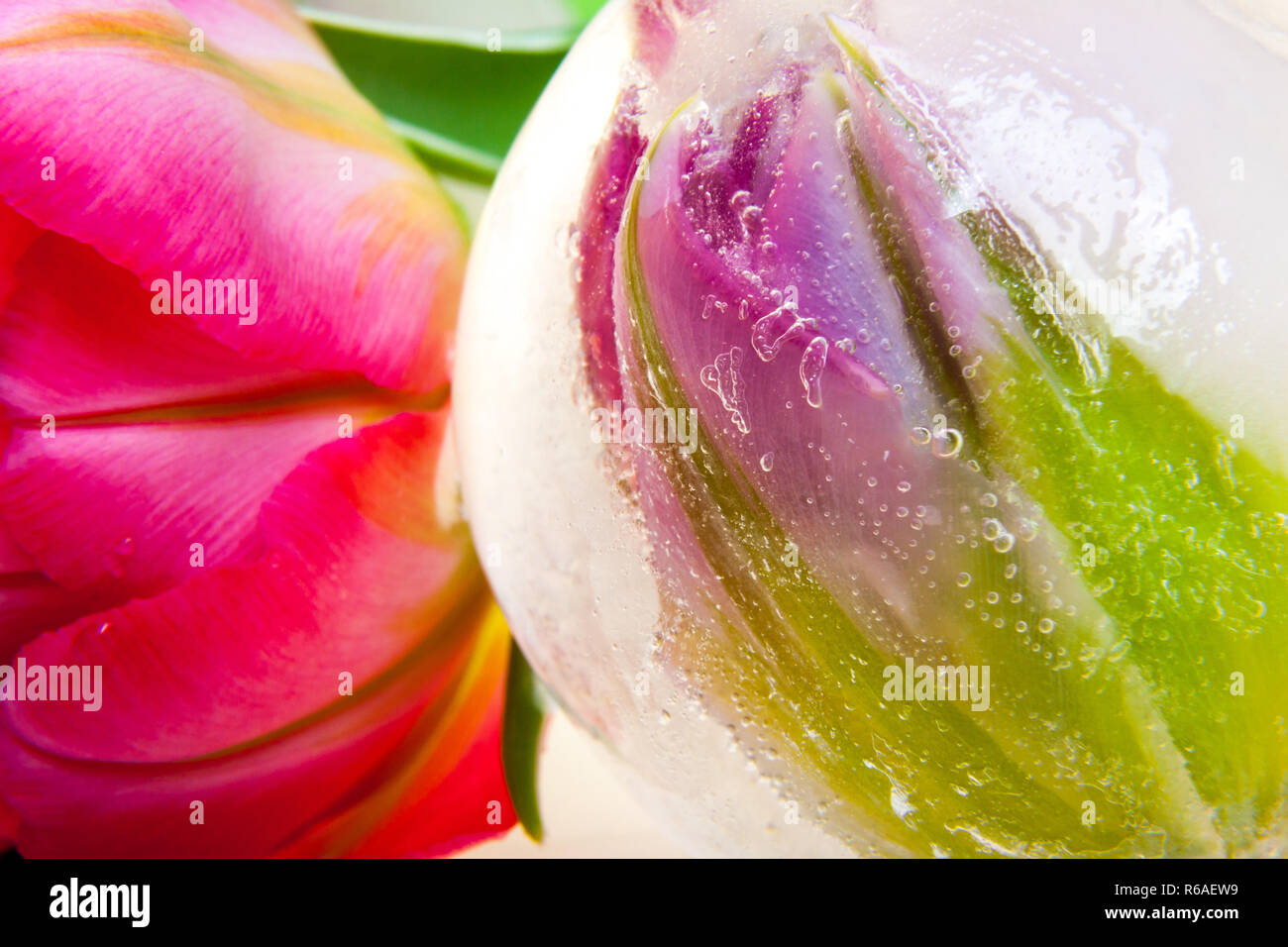 Tulip In Crystal Clear Ice Stock Photo - Alamy