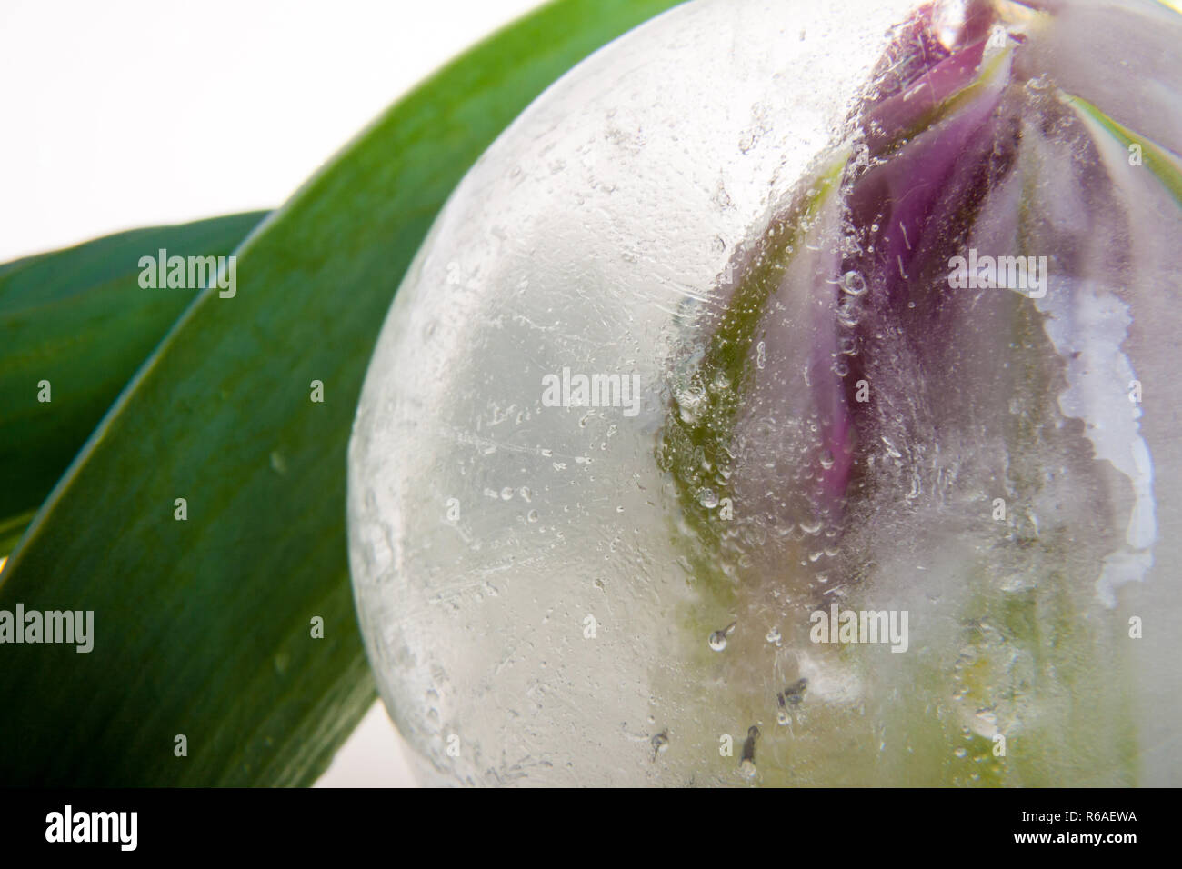 Tulip In Crystal Clear Ice Stock Photo - Alamy
