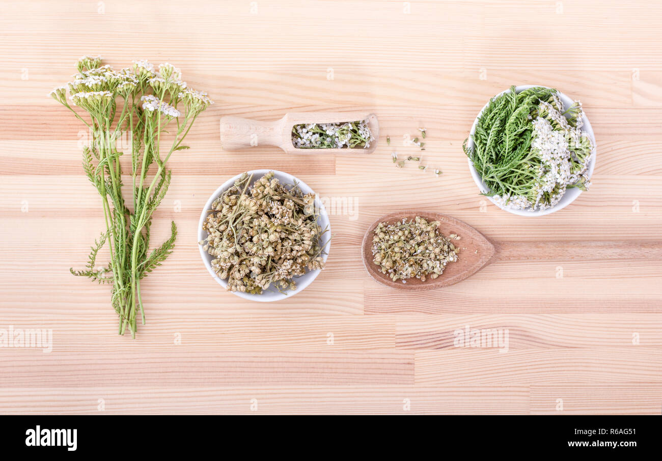 Dried yarrow leaves achillea millefolium hi-res stock photography and ...