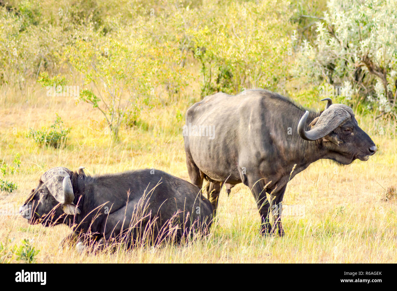 Isolated Buffalo grazing in the savannah of Maasai Mara Park in North ...