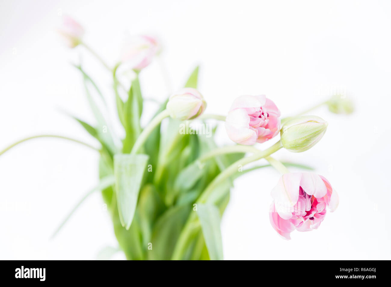 Tulpenblumenstrauay hi-res stock photography and images - Alamy