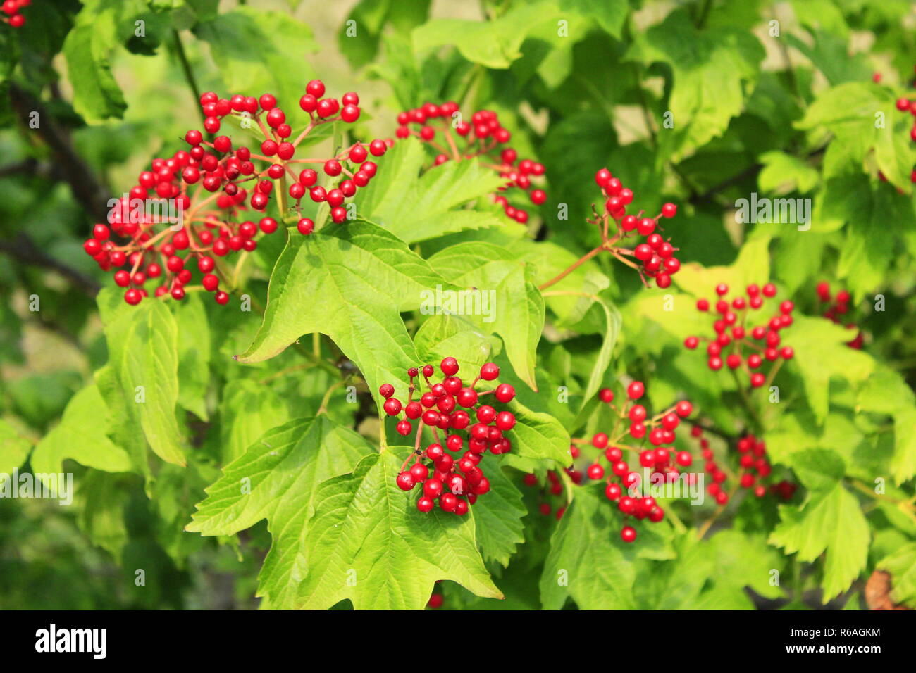 Clusters of red ripe guelder-rose Stock Photo - Alamy