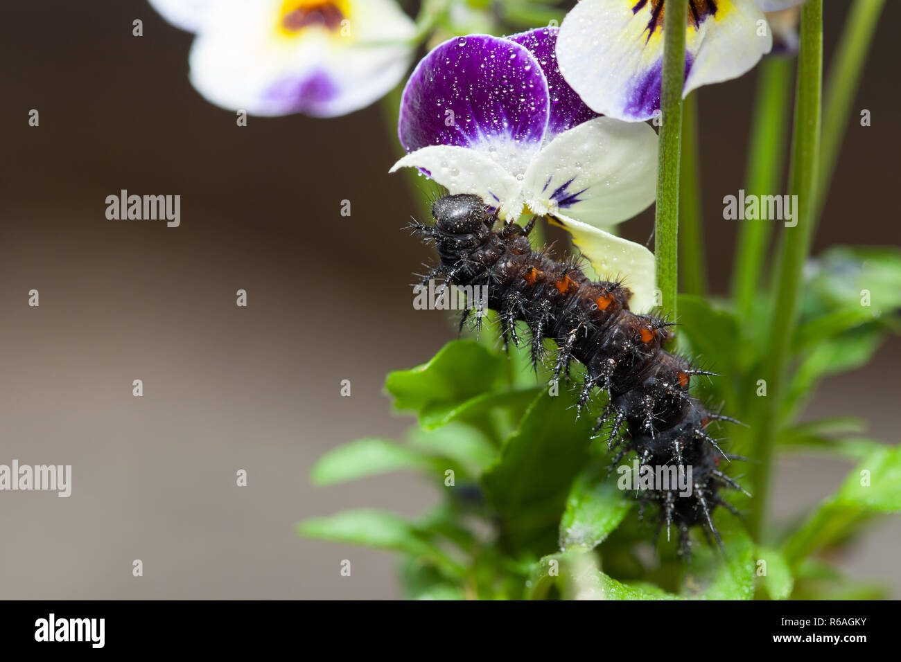 Larva argynnis hi-res stock photography and images - Alamy