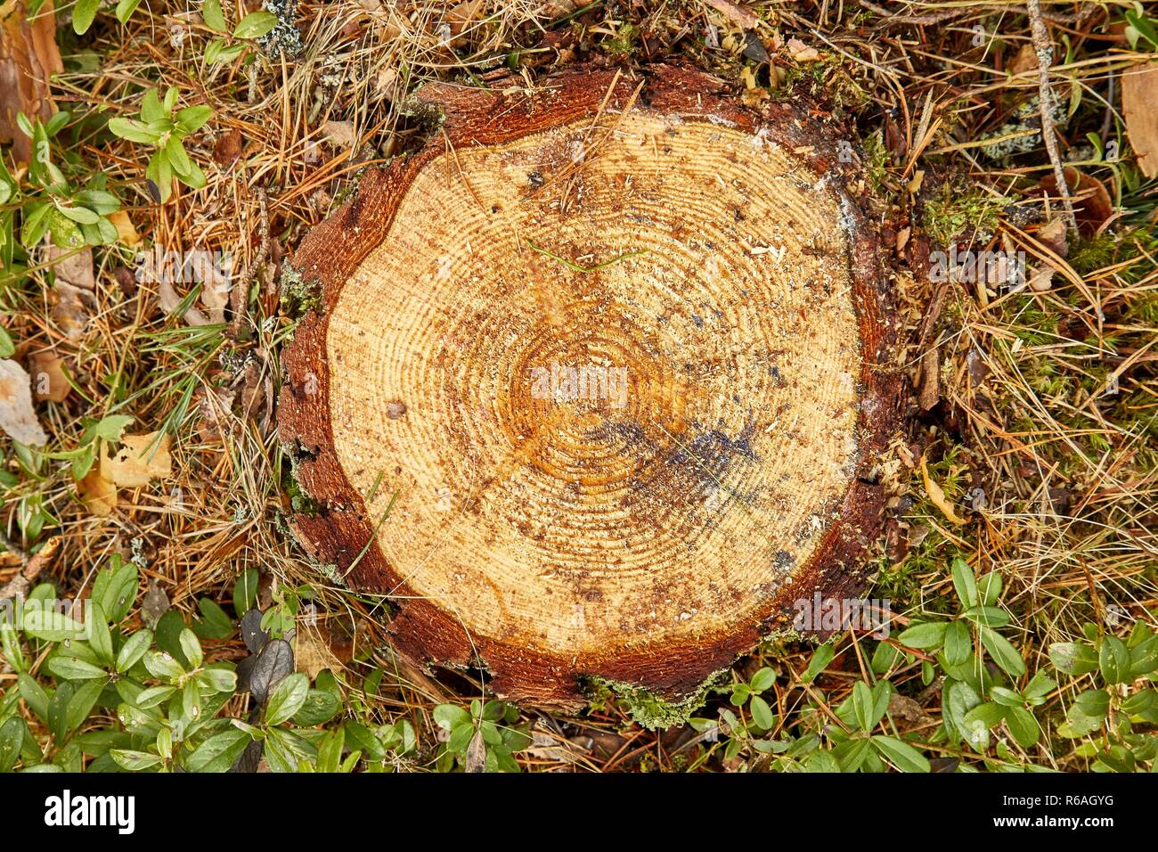 Tree trunk texture Stock Photo - Alamy