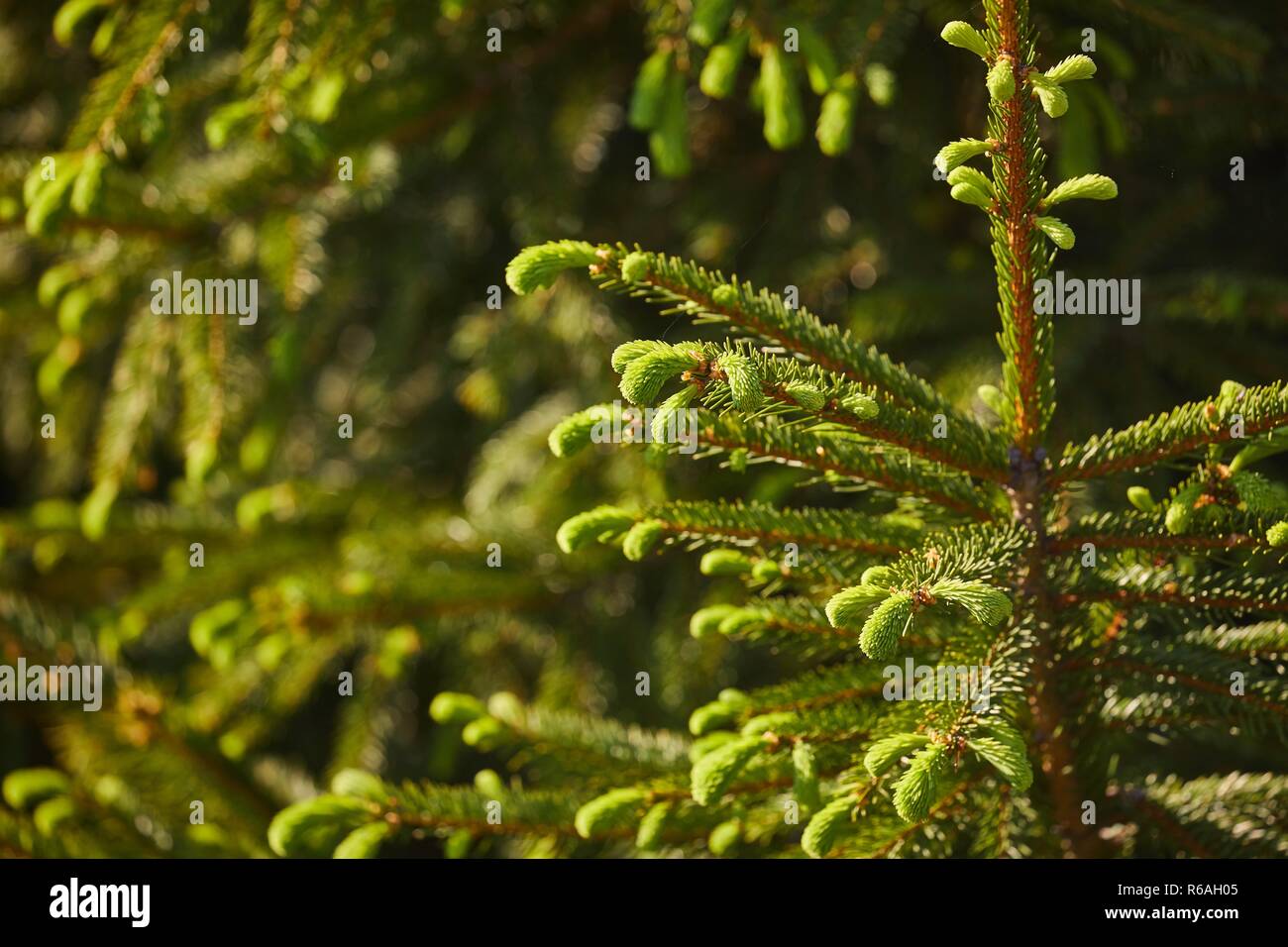 Pine Tree Closeup Stock Photo - Alamy