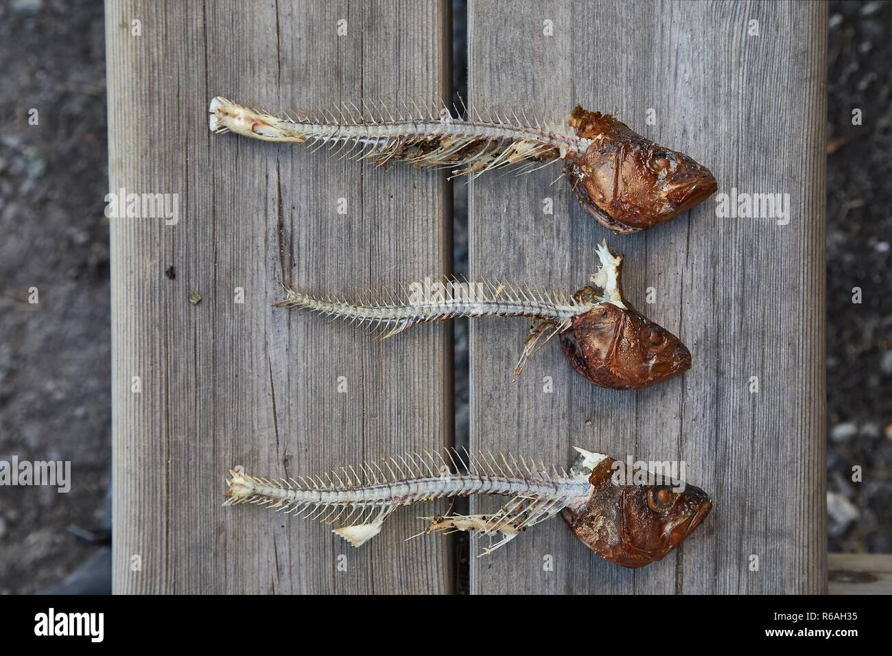 Fried fish leftovers Stock Photo - Alamy