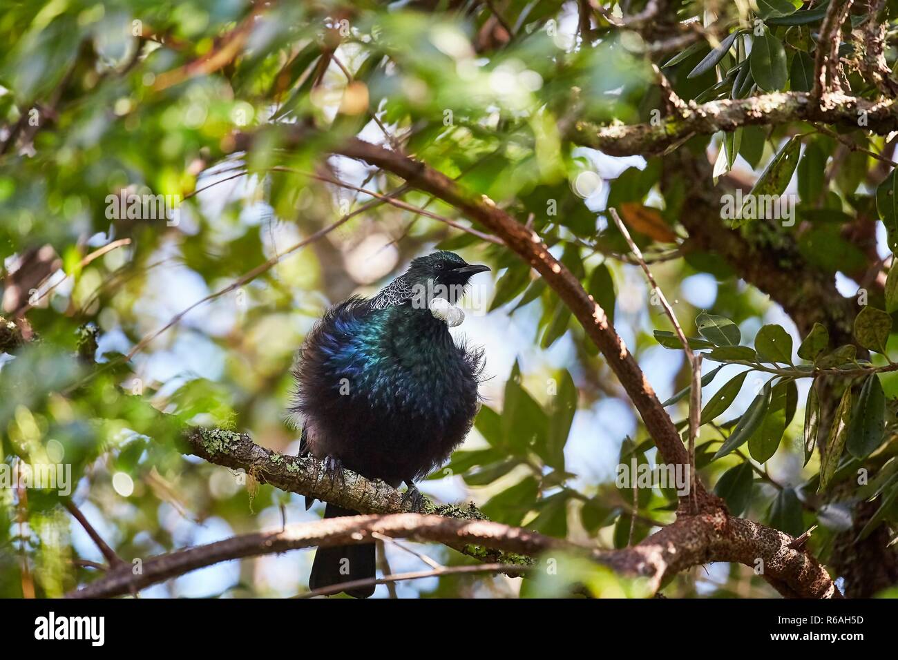 Tui bird in the trees Stock Photo - Alamy