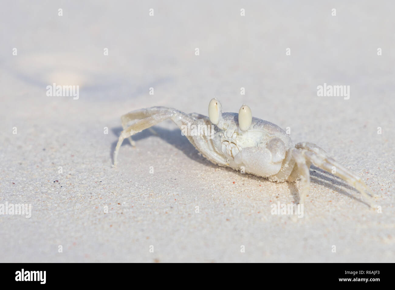 Horned Ghost Crab, Ocypode ceratophthalmus on a snow white beach sand ...