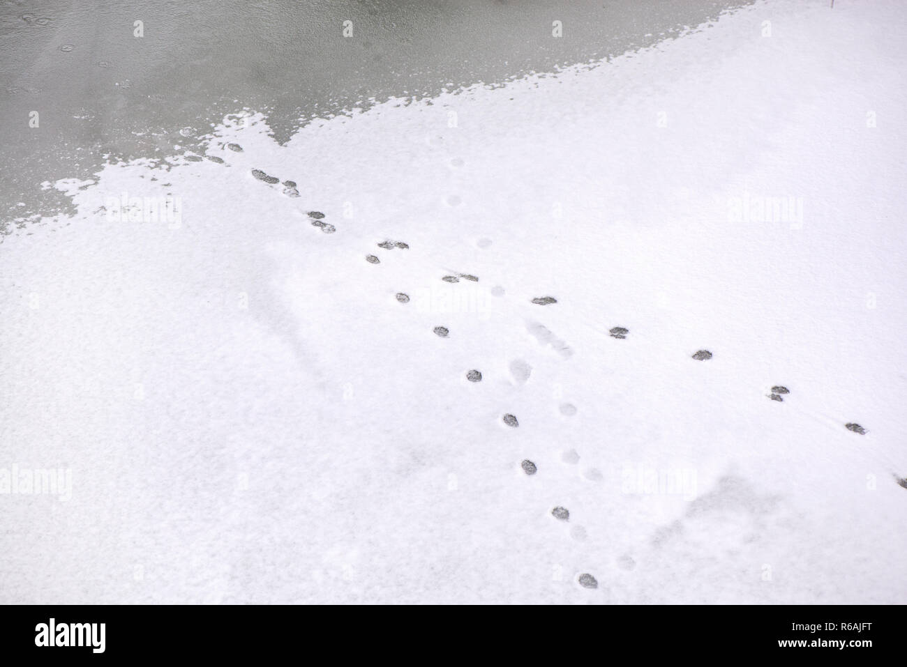 Traces of animals in snow. Deer, moose, wolf, fox, dog, cat paws ...