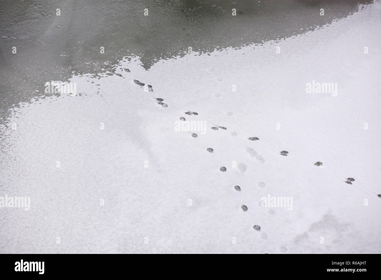 Traces of animals in snow. Deer, moose, wolf, fox, dog, cat paws ...