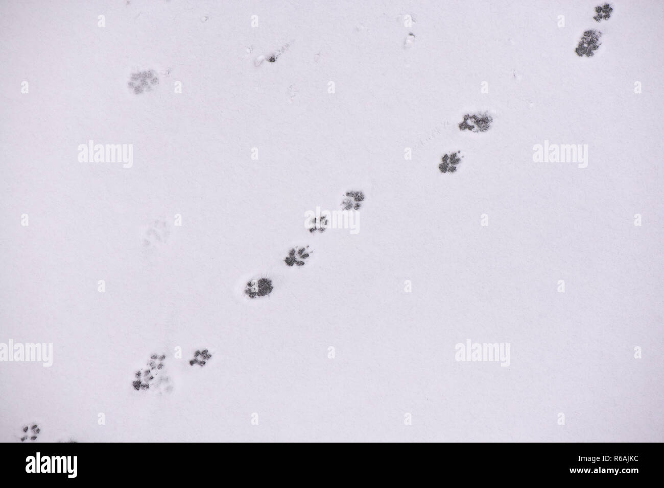 Traces of animals in snow. Deer, moose, wolf, fox, dog, cat paws ...