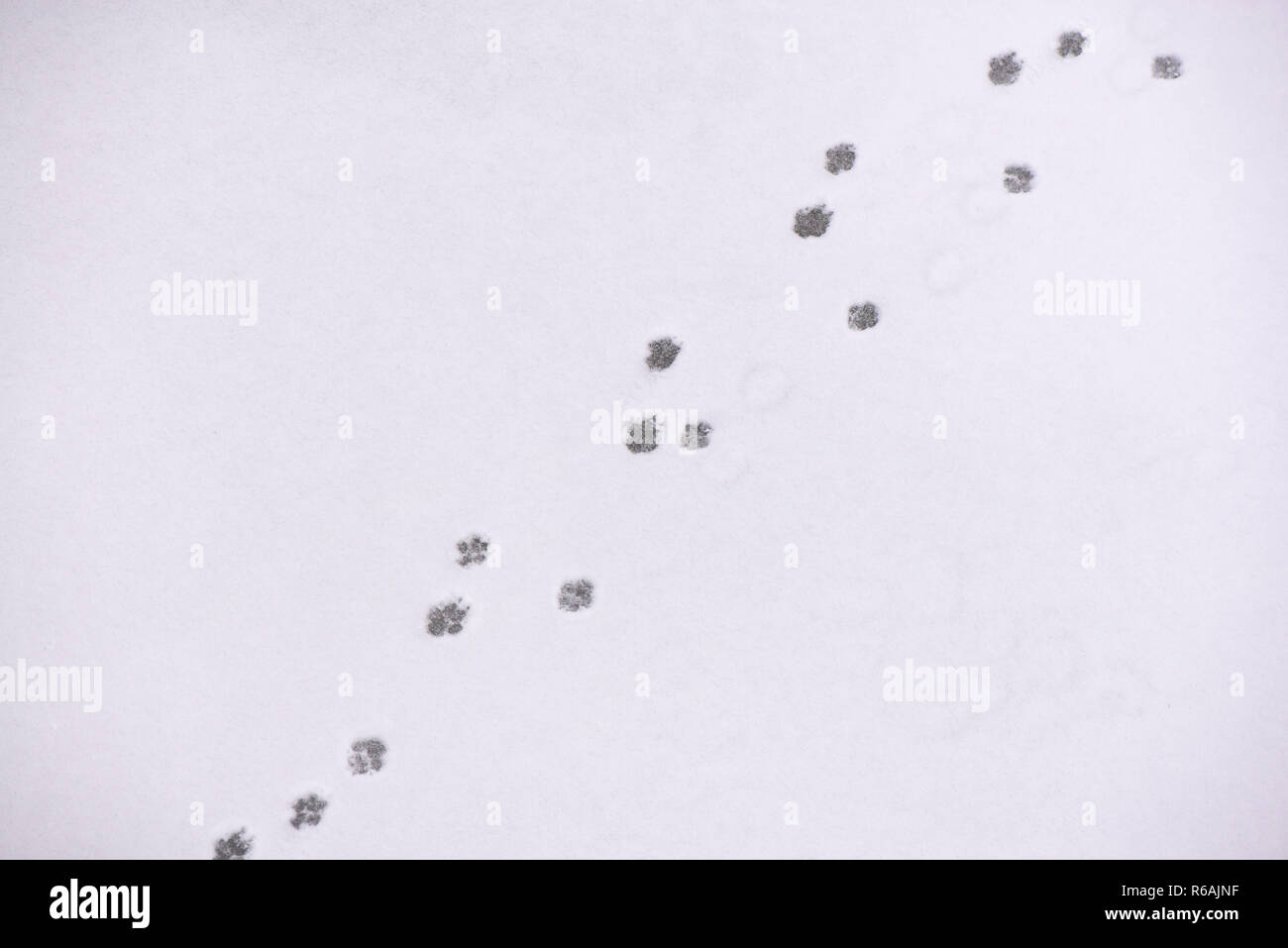 Traces of animals in snow. Deer, moose, wolf, fox, dog, cat paws ...