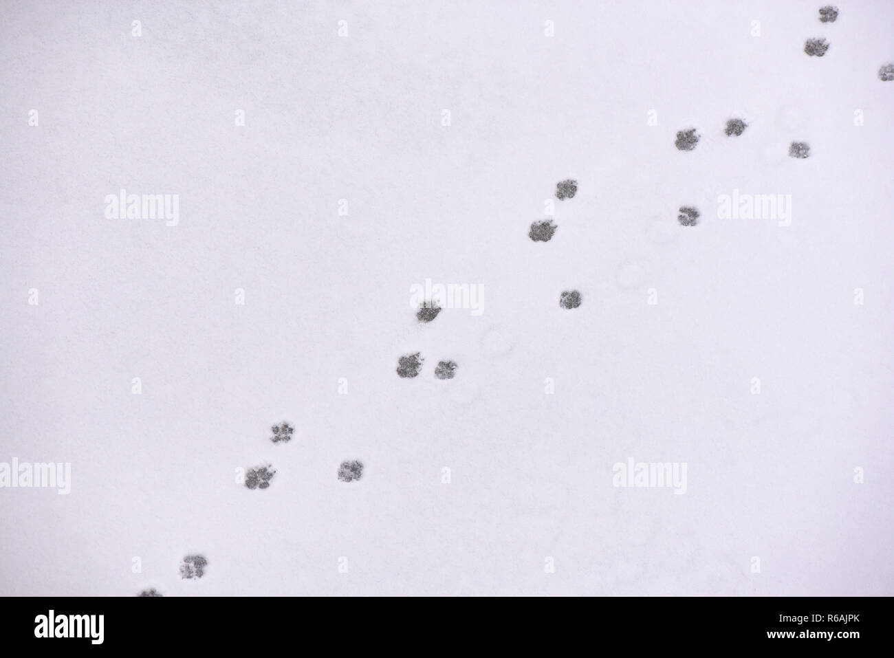 Traces of animals in snow. Deer, moose, wolf, fox, dog, cat paws ...