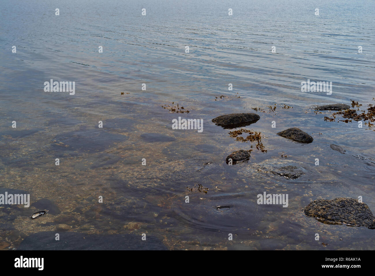 Shallow coastal water with floating seaweed, rocks and rippling waves ...